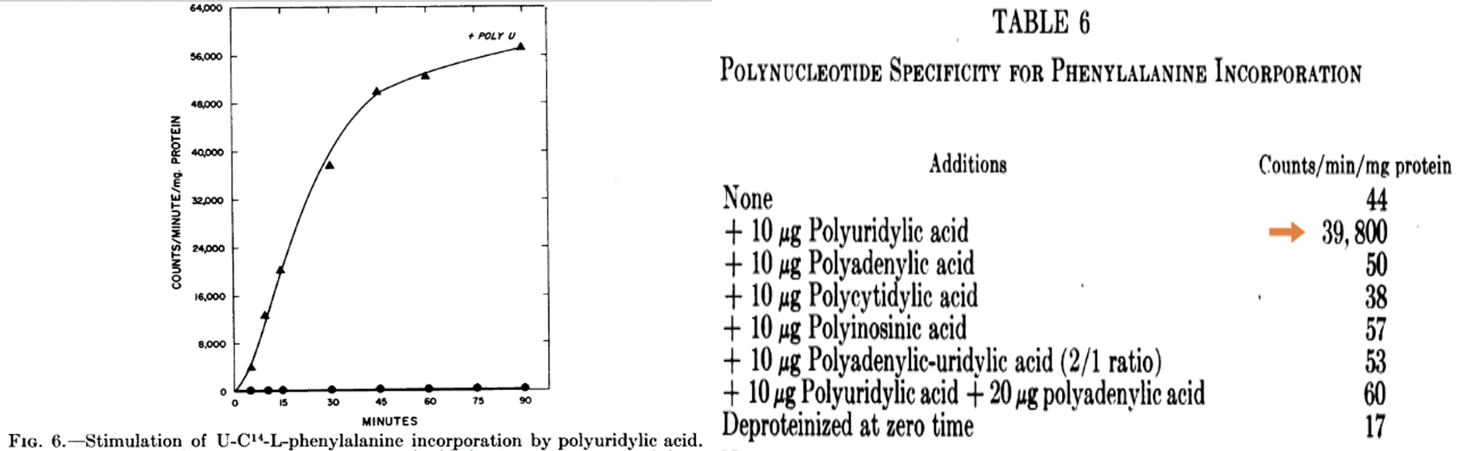 Chapter 16: Nirenberg and Khorana decipher the genetic code